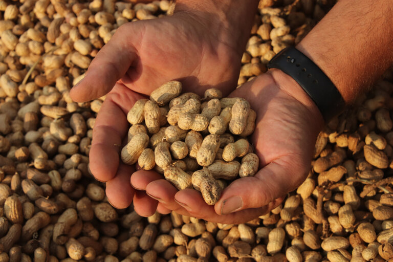 All About Peanuts – Georgia Peanut Comission