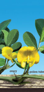 The Life Cycle of a Peanut – Georgia Peanut Commission