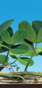 The Life Cycle of a Peanut – Georgia Peanut Commission